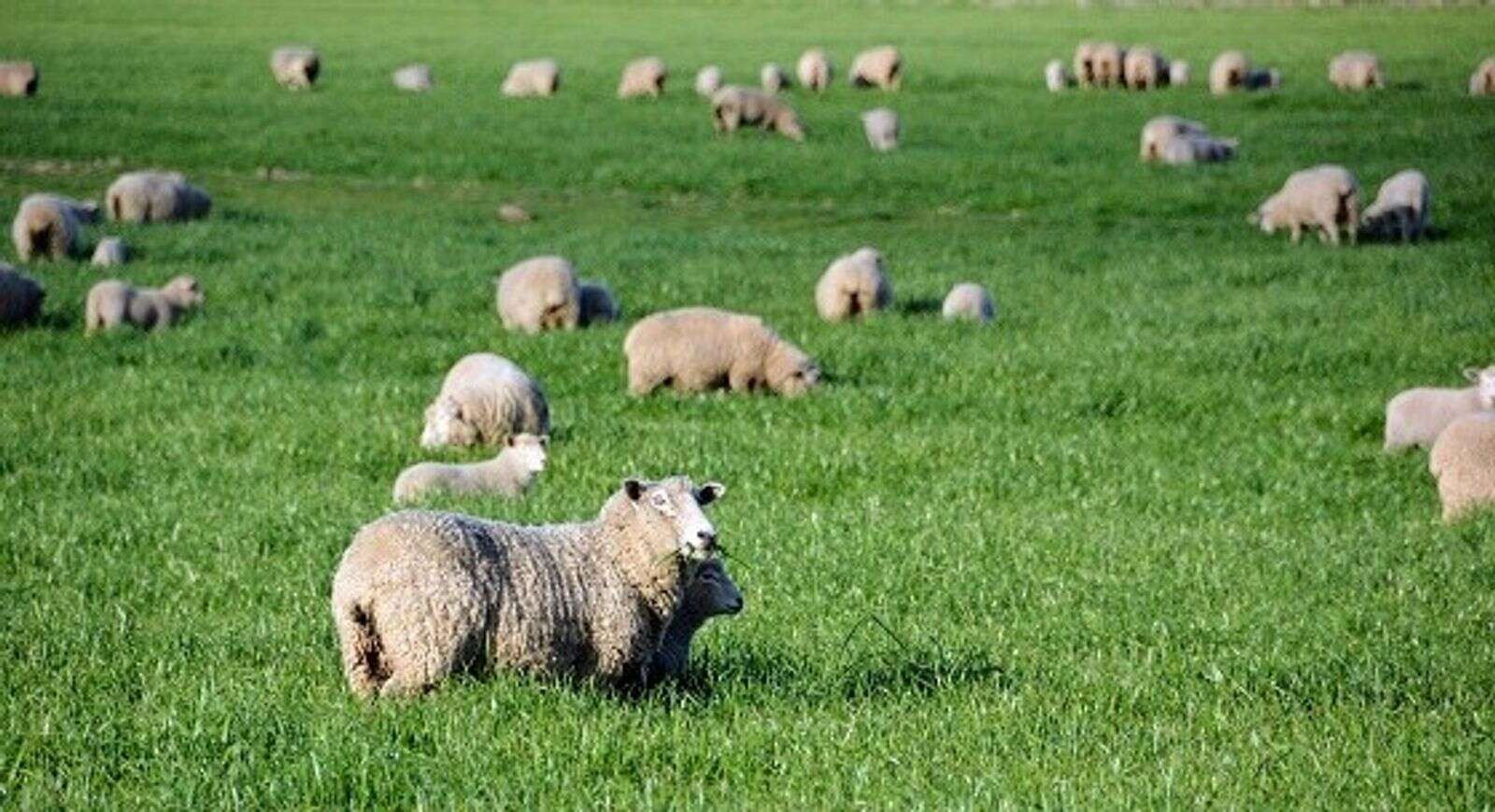 Sheep flock tipped to drop | Seymour Telegraph