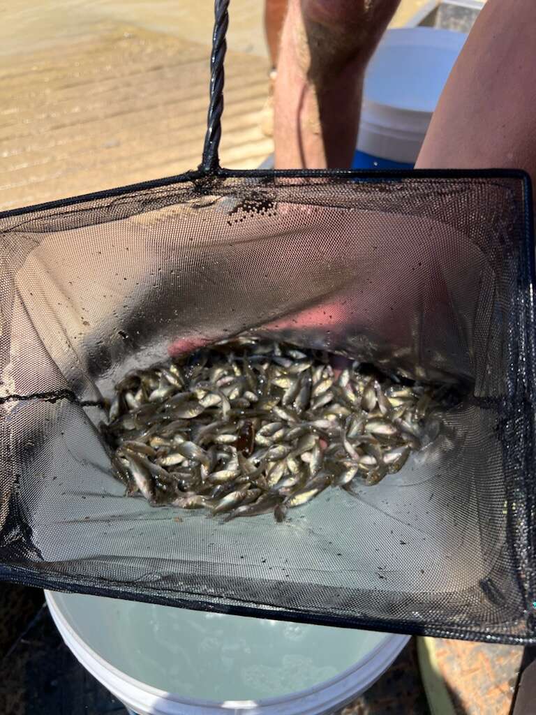 Big investment in fish restocking | Dairy News Australia