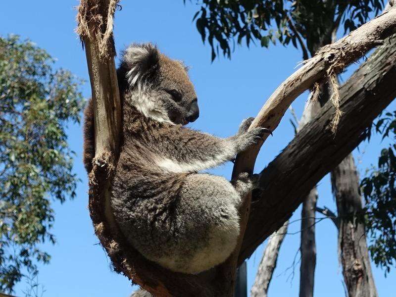 Dead koala footage sparks calls for logging halt | Country News