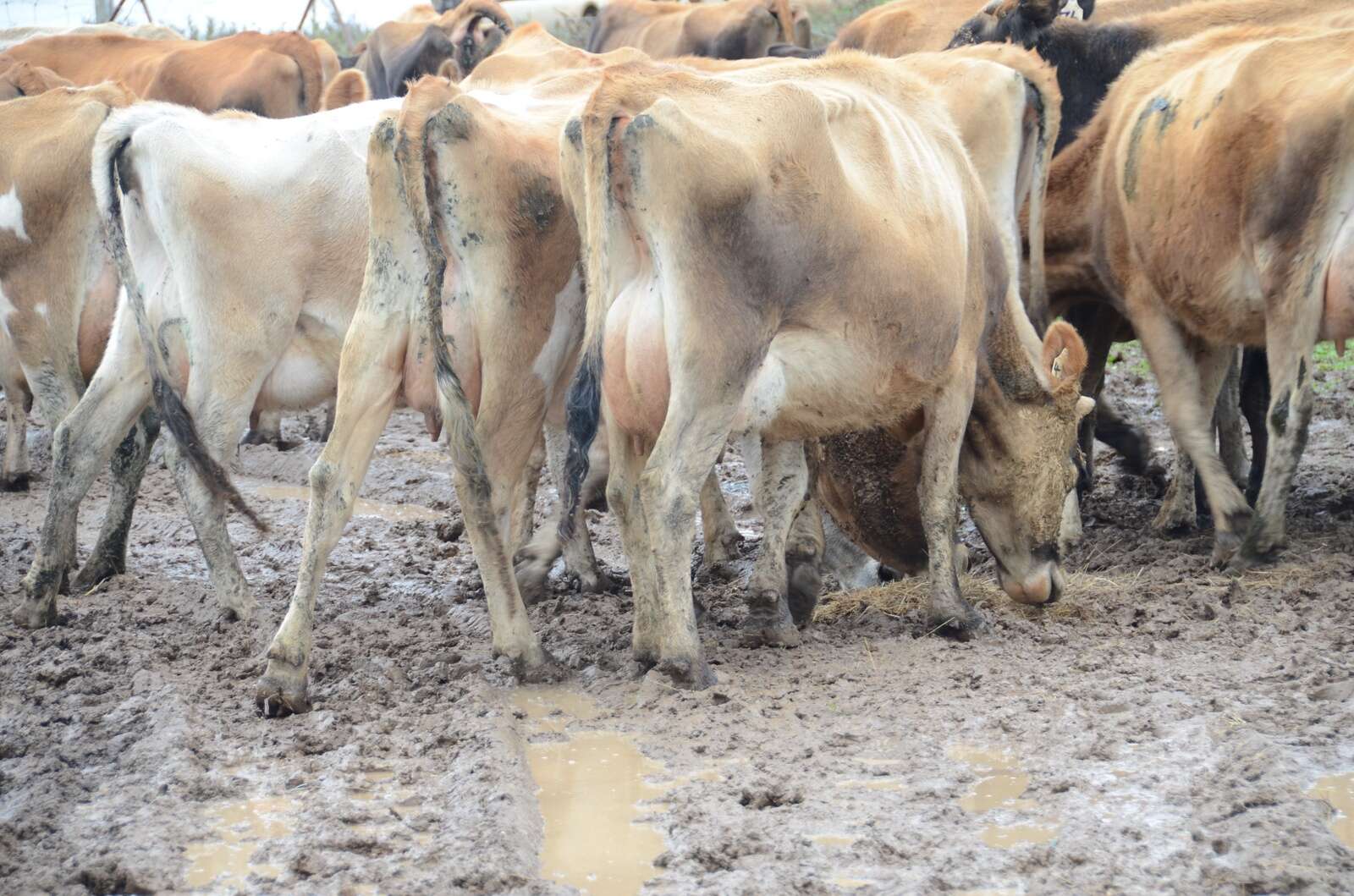Cows need extra care in cold and wet weather | Dairy News Australia
