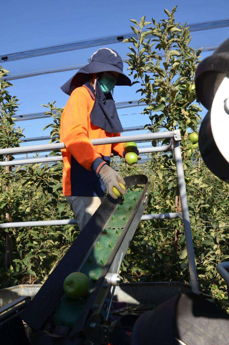 New study reveals horticultural growers could be 26,000 workers short ...