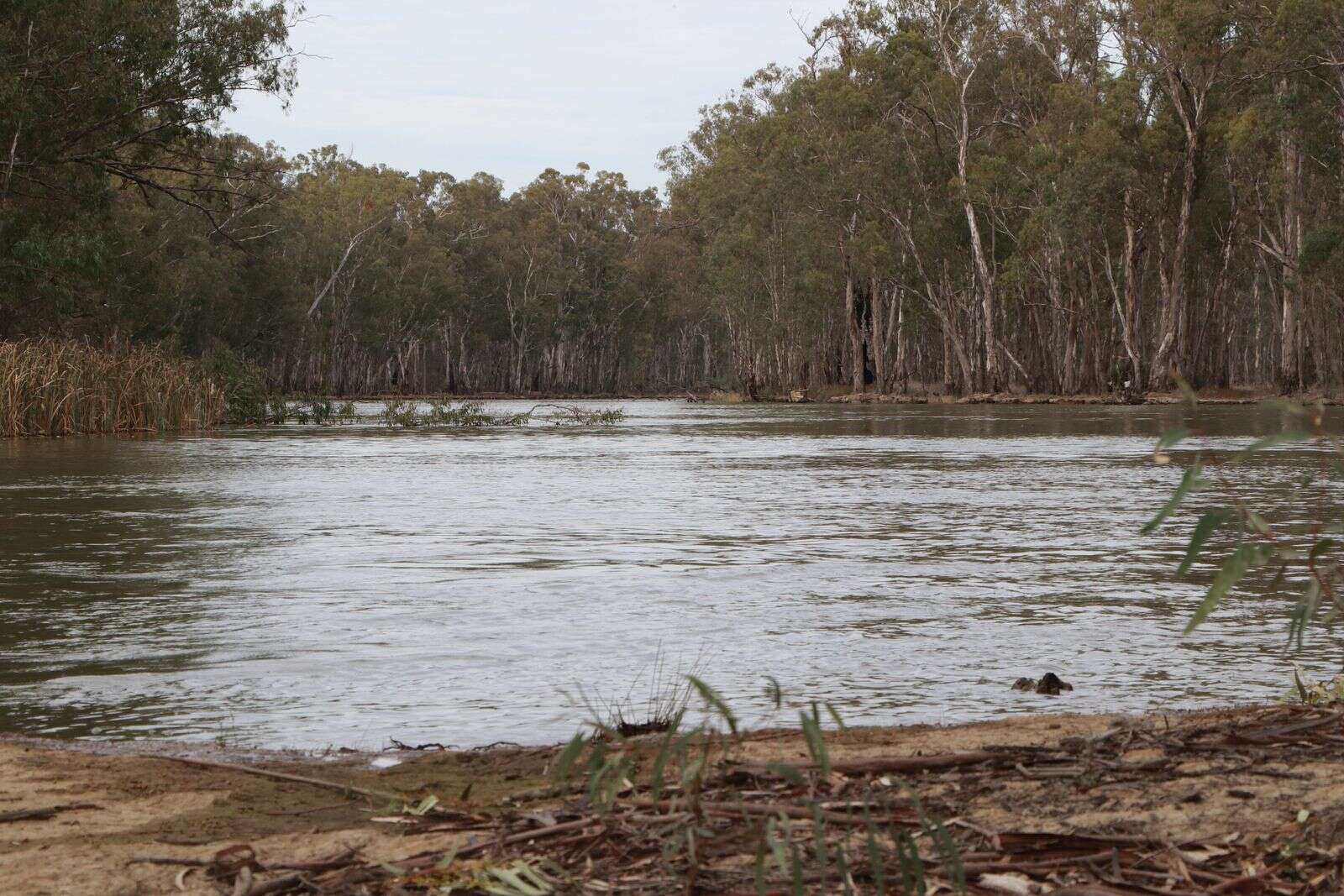 Four key areas for the Murray-Darling review | Country News
