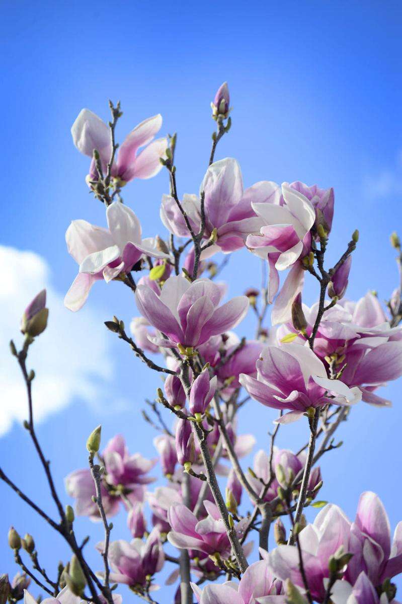 Magnolia trees an ancient announcement of spring | Seymour Telegraph