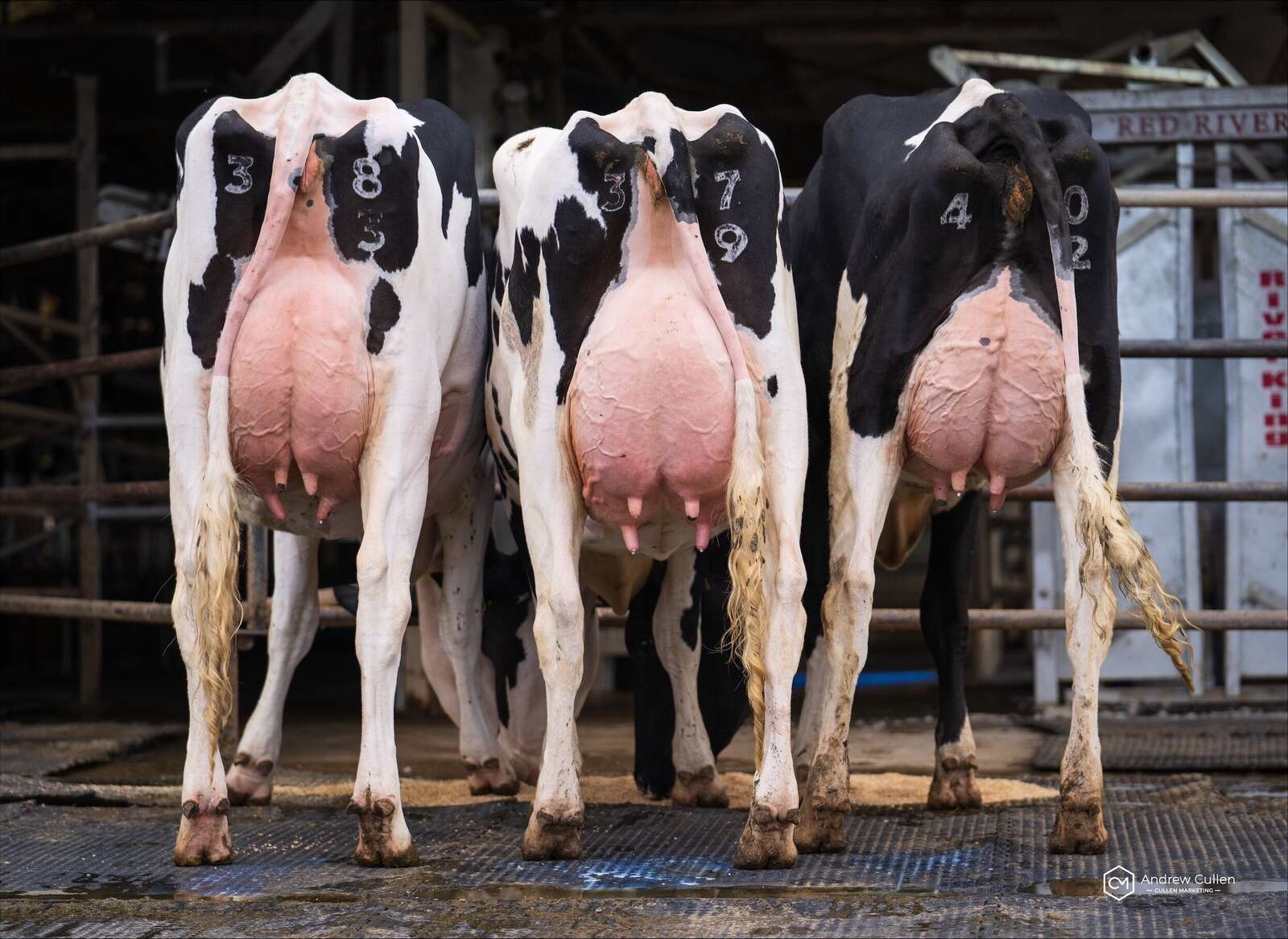December ABVs | Following in his father’s footsteps? | Dairy News Australia