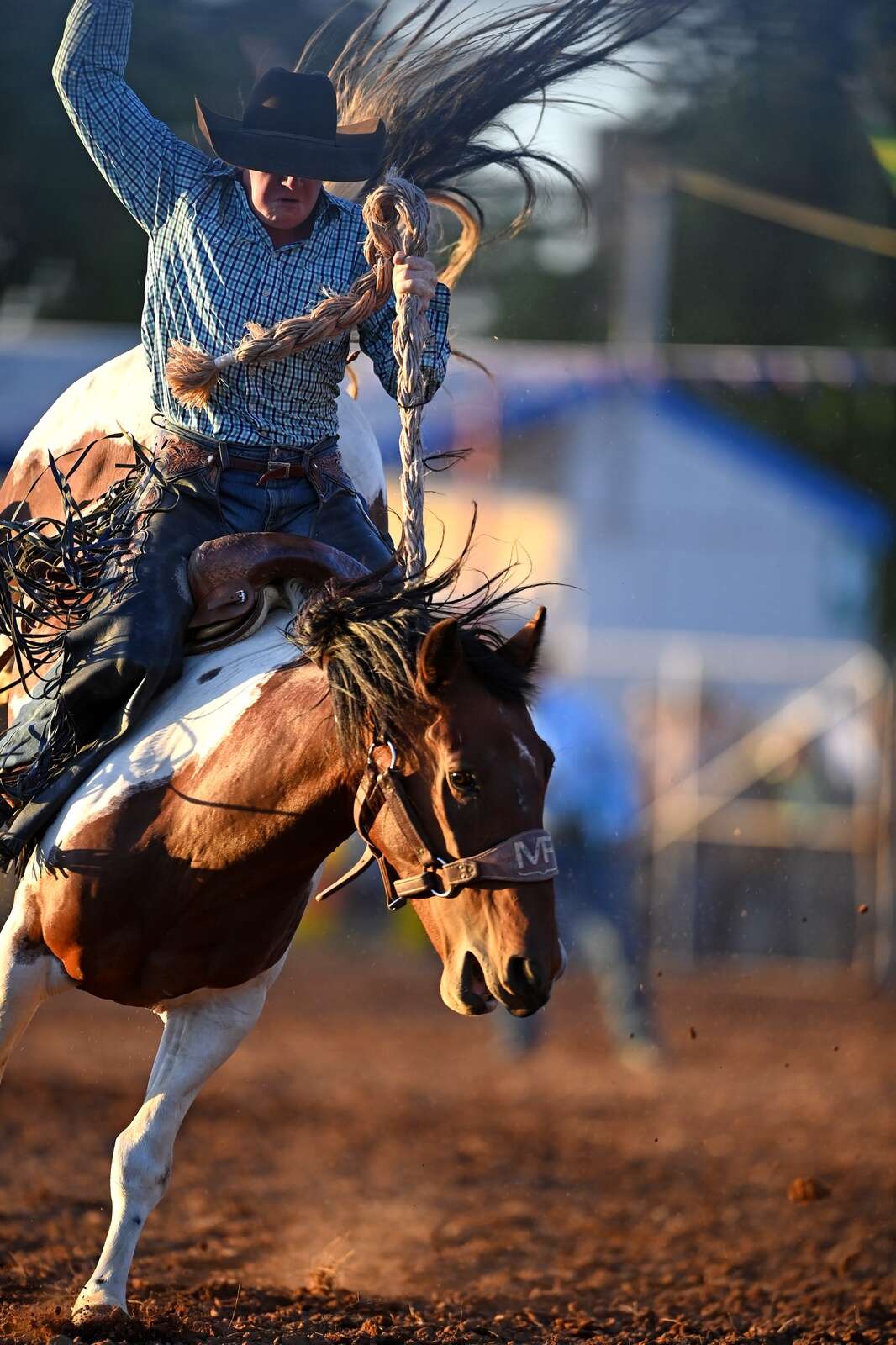 Bucking broncos are back | Country News