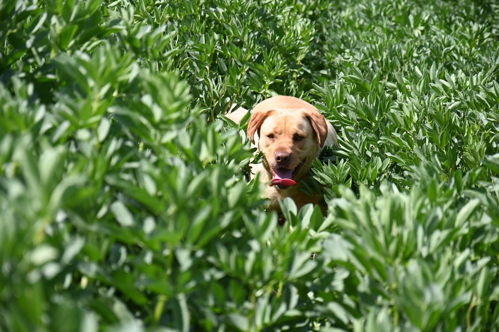 From a sea of beans arises Betty Sunshine | Seymour Telegraph