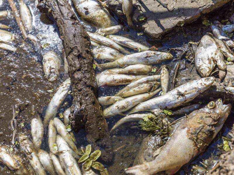Toxic substance behind German fish die-off | Campaspe News