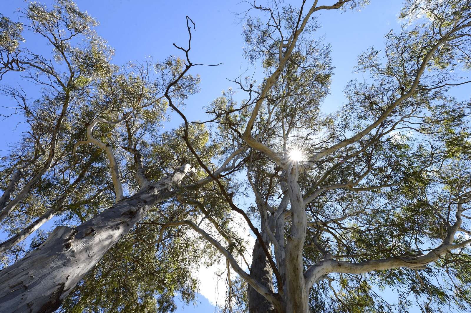 Bureau Says El Niño Is Here Country News