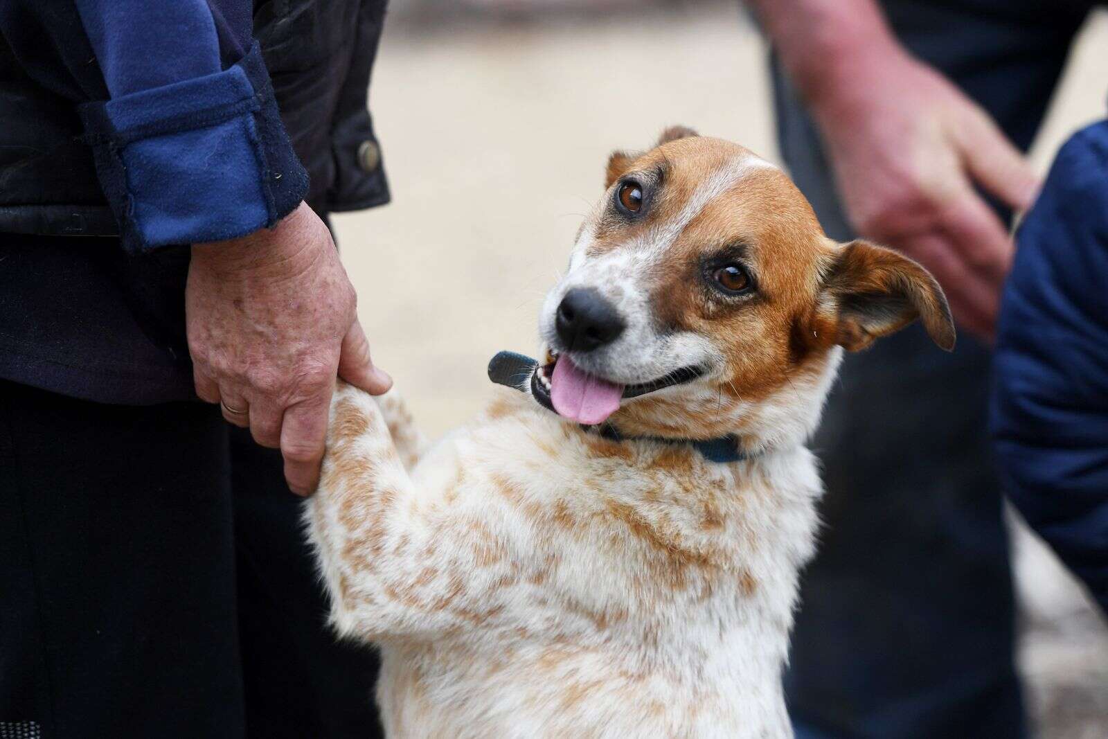 One lucky bugger | Country News