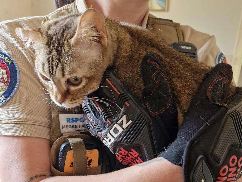 'Serial animal cruelty offender' has 53 cats removed | Shepparton News