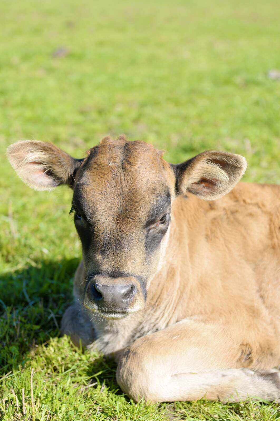 Bobby calves and dairy beef on the agenda | Dairy News Australia