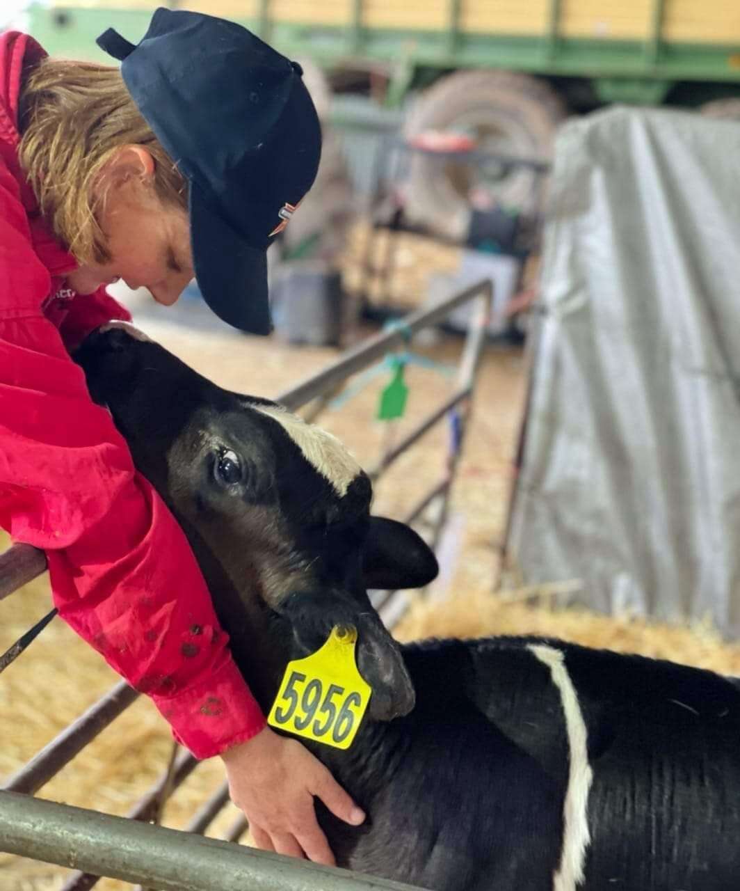 Breeding for calf vitality under the microscope | Dairy News Australia