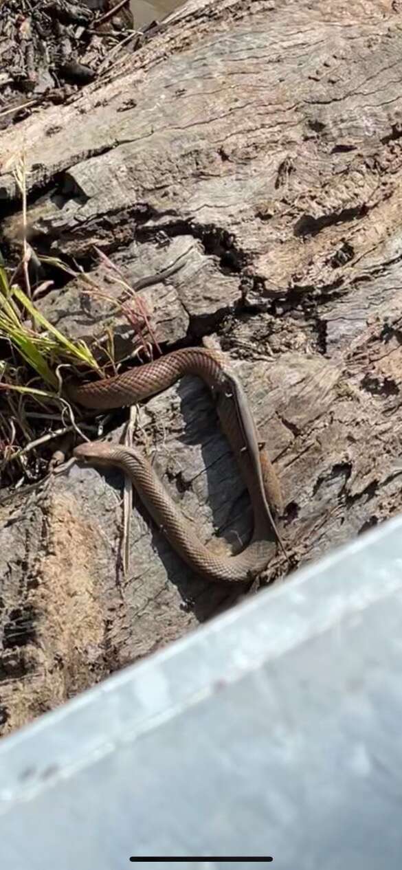 Lizard hitches a ride | Country News