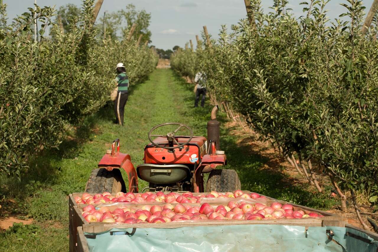 Super tax could sour PALM | Seymour Telegraph