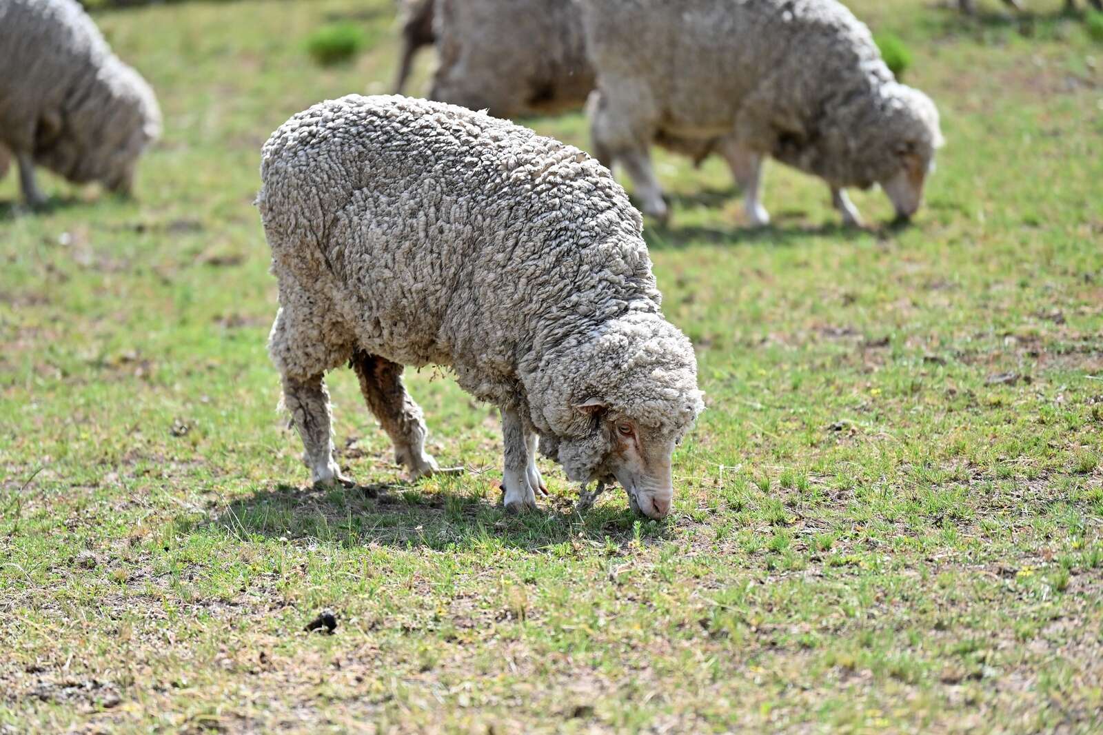 Sheep prices climb at Bendigo | Country News