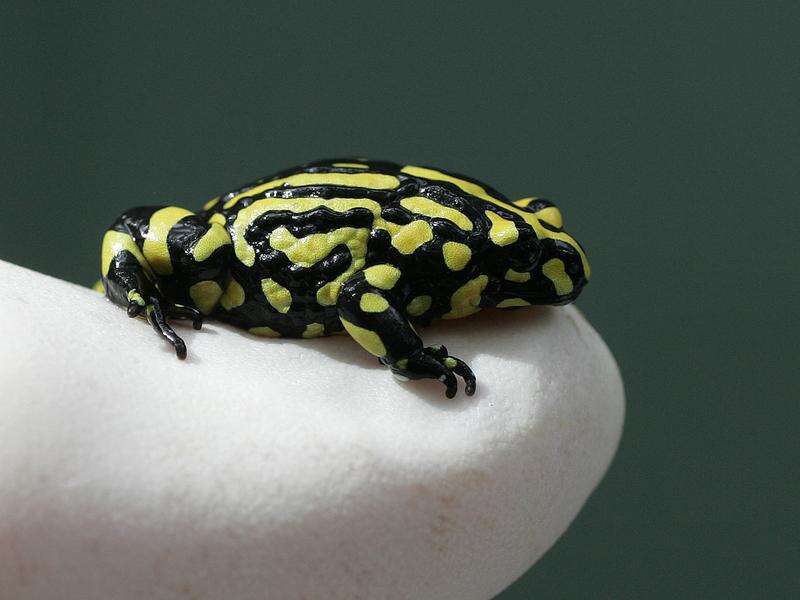 Zoo centre helping frogs, lizards survive climate peril | Cobram Courier