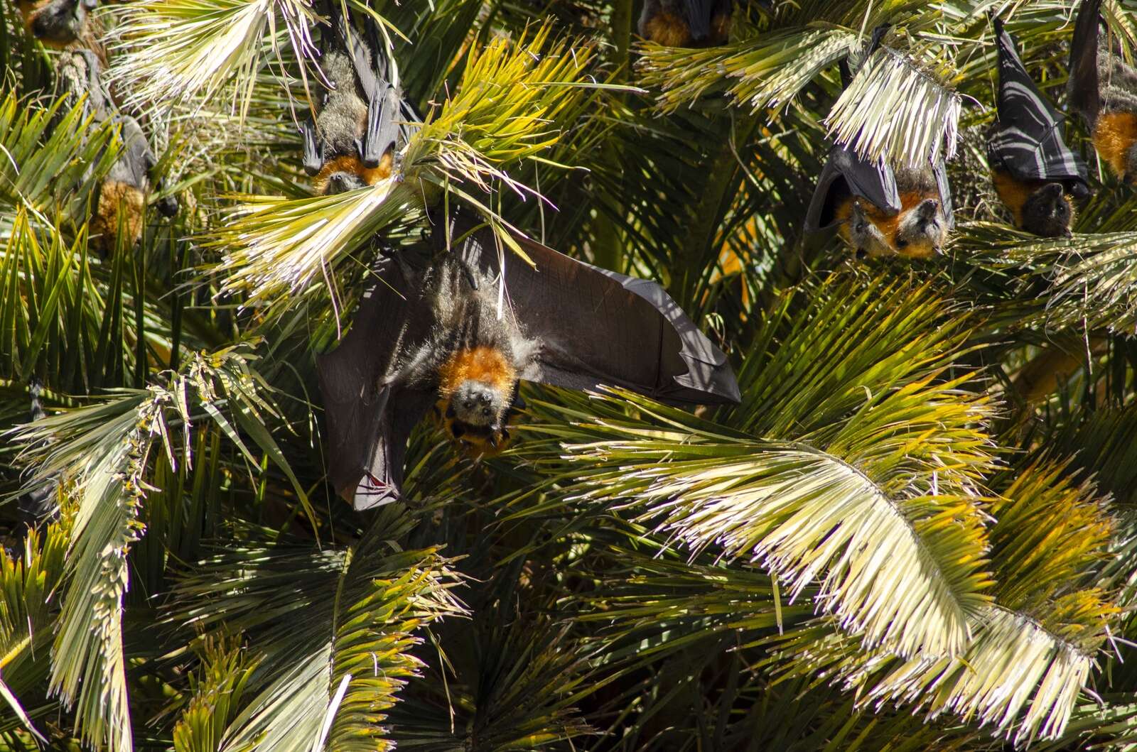 Something batty is going on | Shepparton News