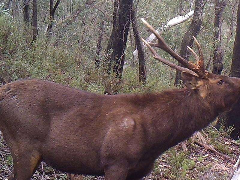 Call to arms to tackle national invasion of feral deer | Shepparton News