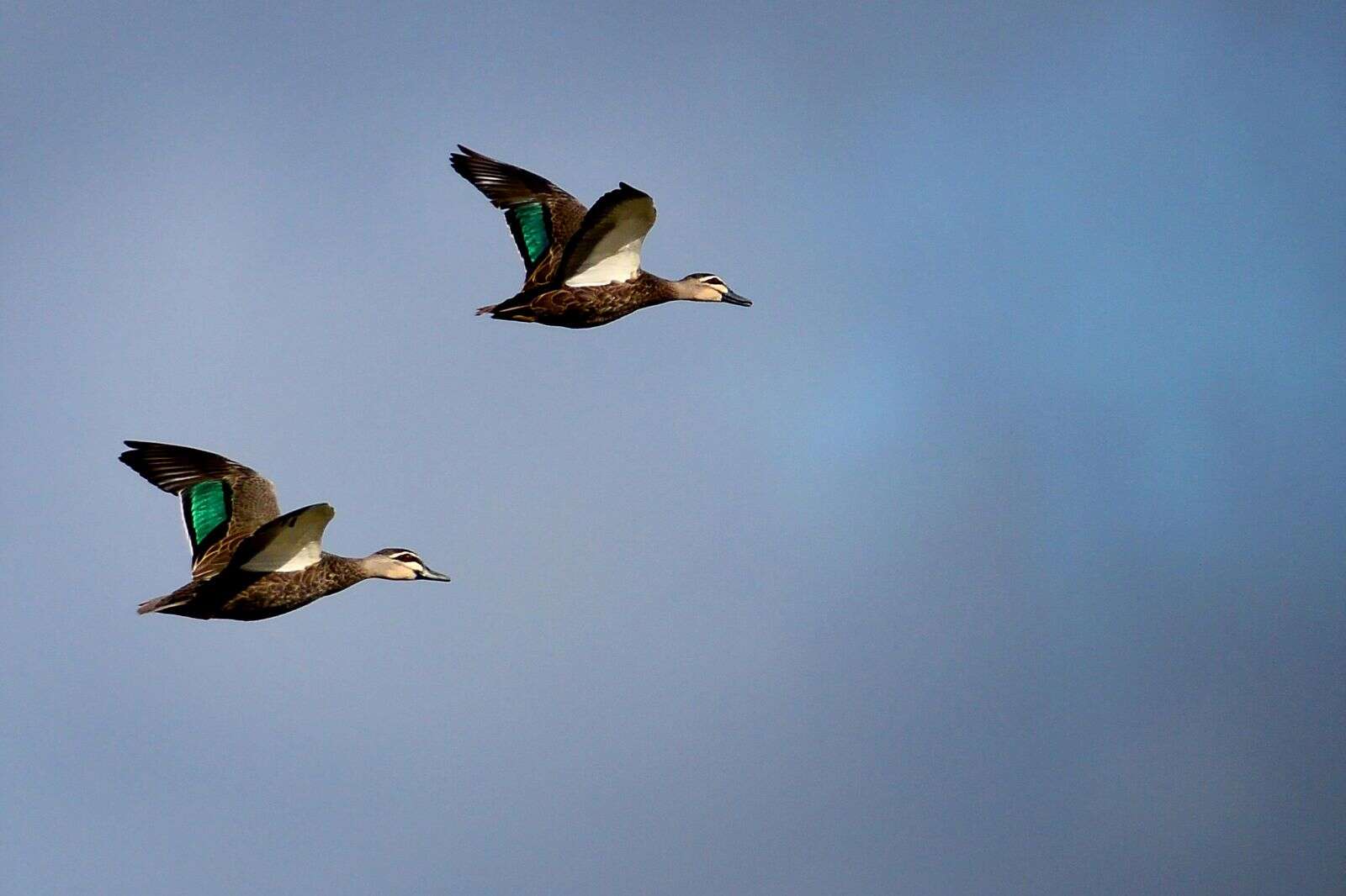 Anger as trigger pulled on duck hunting season | Dairy News Australia