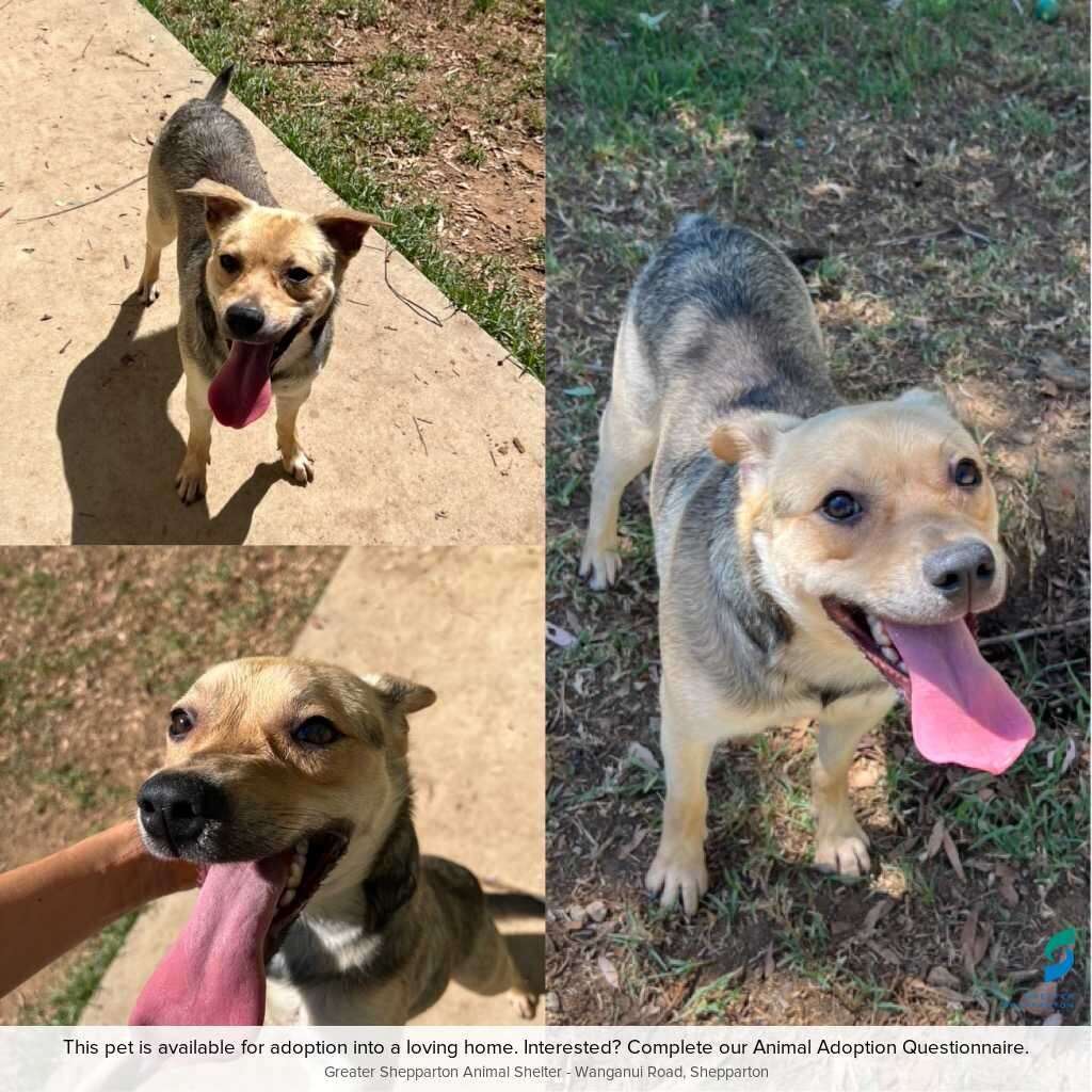 Pet of the week: Axle | Shepparton News