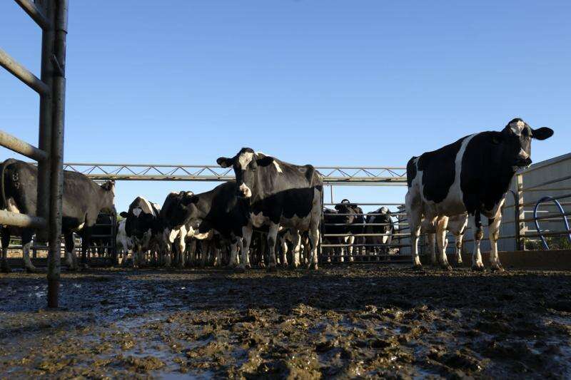 Farm gate milk price to rise with stronger demand and slower supply ...