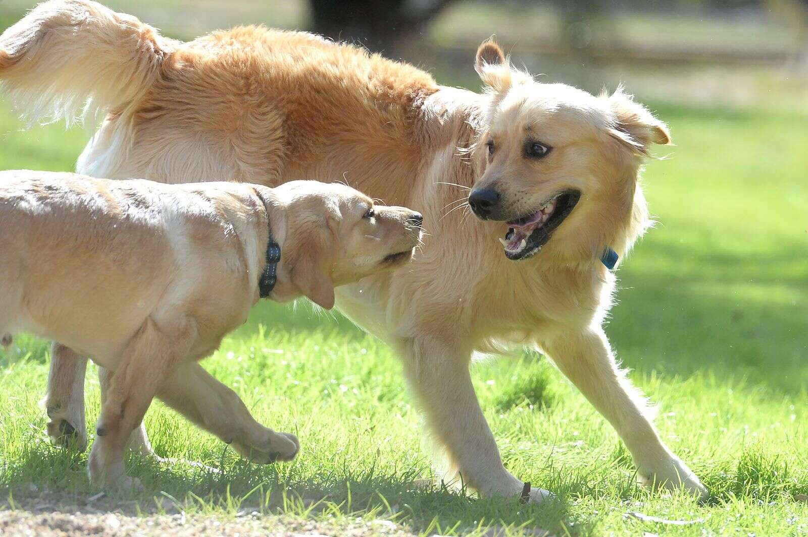 Pet owners urged to renew registrations | Campaspe News