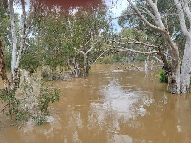 Campaspe River expected to peak in Echuca tomorrow morning | Benalla Ensign