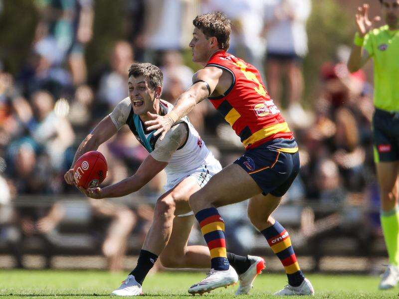 Adelaide's Crouch feared for AFL career | Dairy News Australia