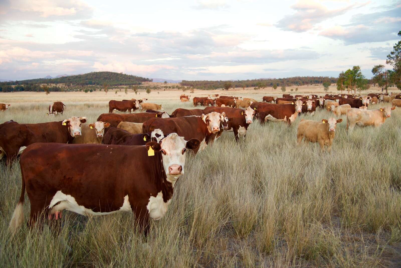 Cattle herd reaches highest level in a decade | Country News