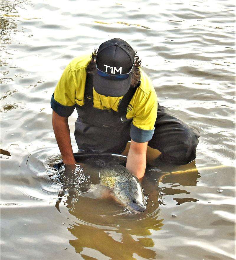 10 million reasons to fish: Victoria's record-breaking stocking | Dairy ...