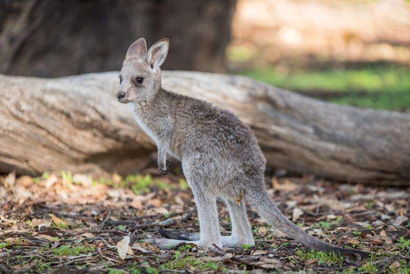 Fall in love with Kyabram | Country News