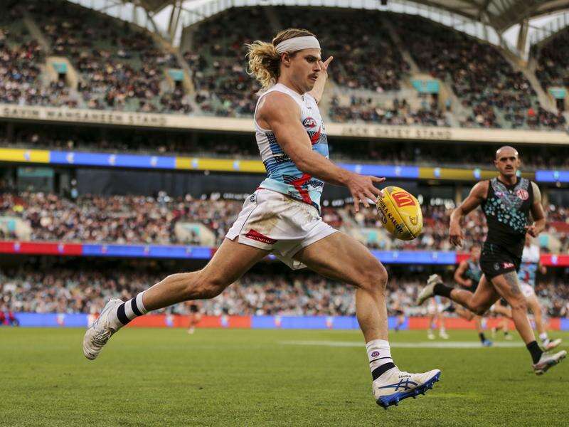 Bailey hype goes up again for massive Cats-Dogs duel | Kyabram Free Press