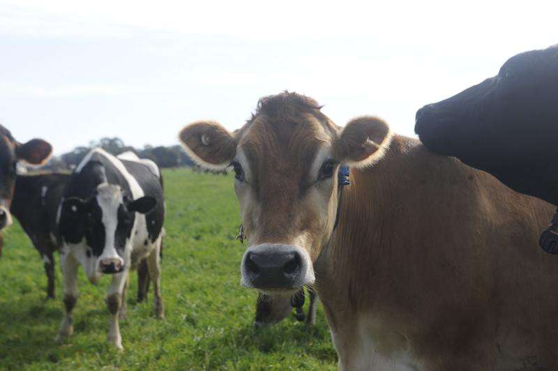 Dairy production rebounds amid challenges | Country News
