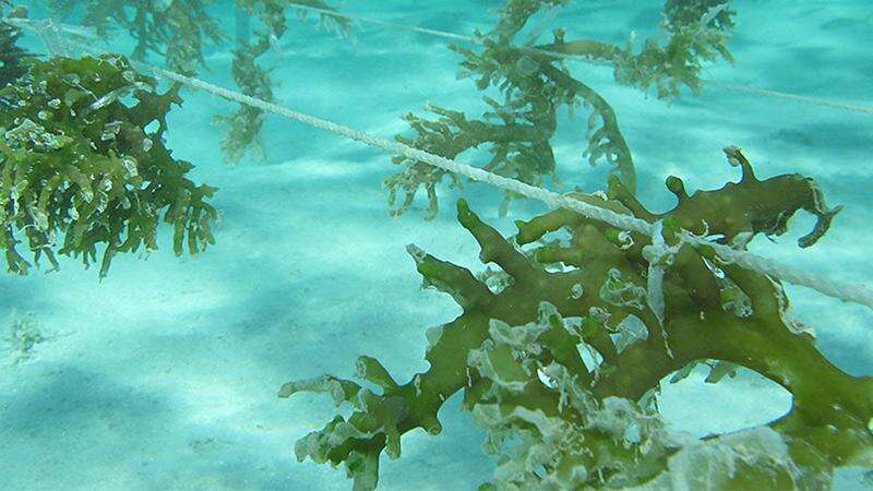 Can microalgae transform wastewater? | Country News