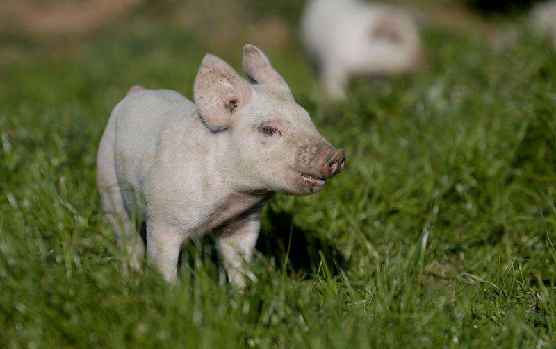 Council approves contentious pig farm | Country News