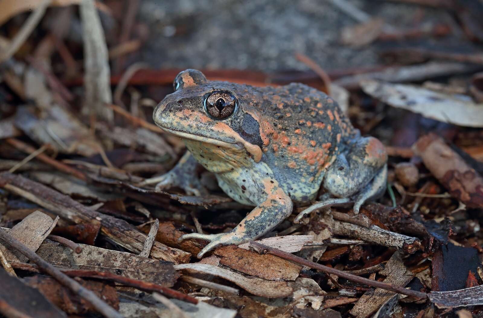 Goulburn Broken catchment celebrates eastern banjo frog | Benalla Ensign