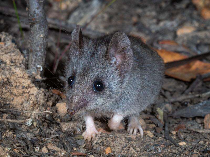 Humble iron sheets a lifesaver for endangered dunnarts | Benalla Ensign