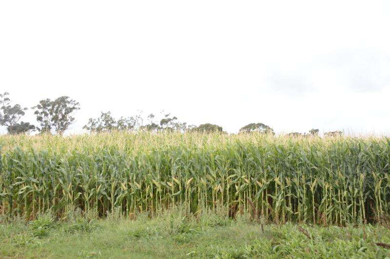 Field days focus on maize growing | Country News
