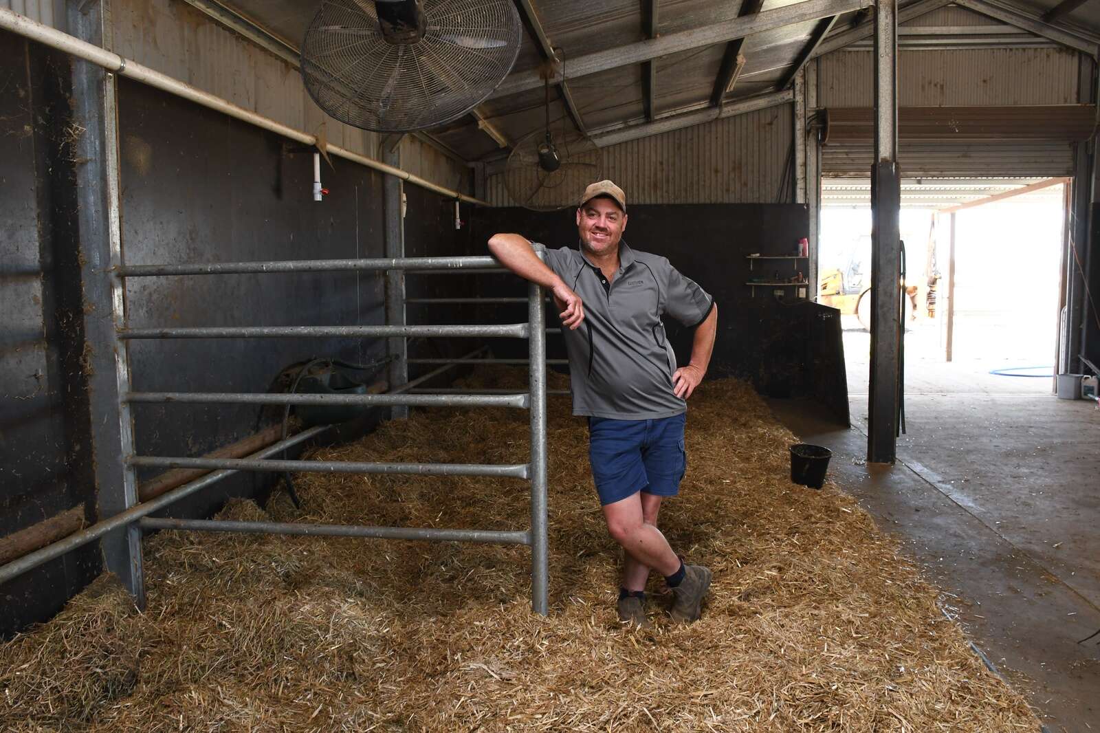 Elite Cattle Prepped For Showing Dairy News Australia