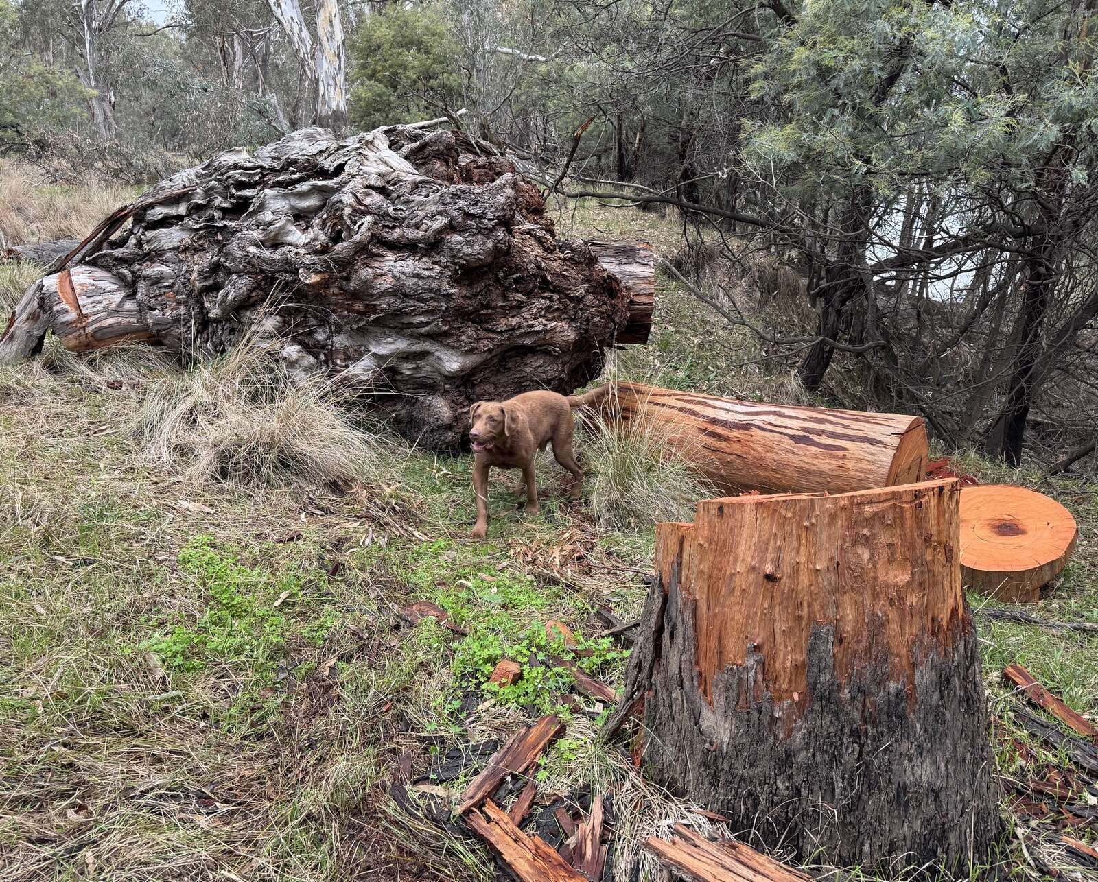 Burl bandits fell a favourite tree | Shepparton News