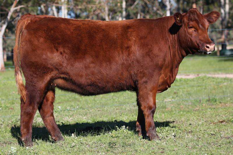 Red Angus feature sale planned for February | Country News