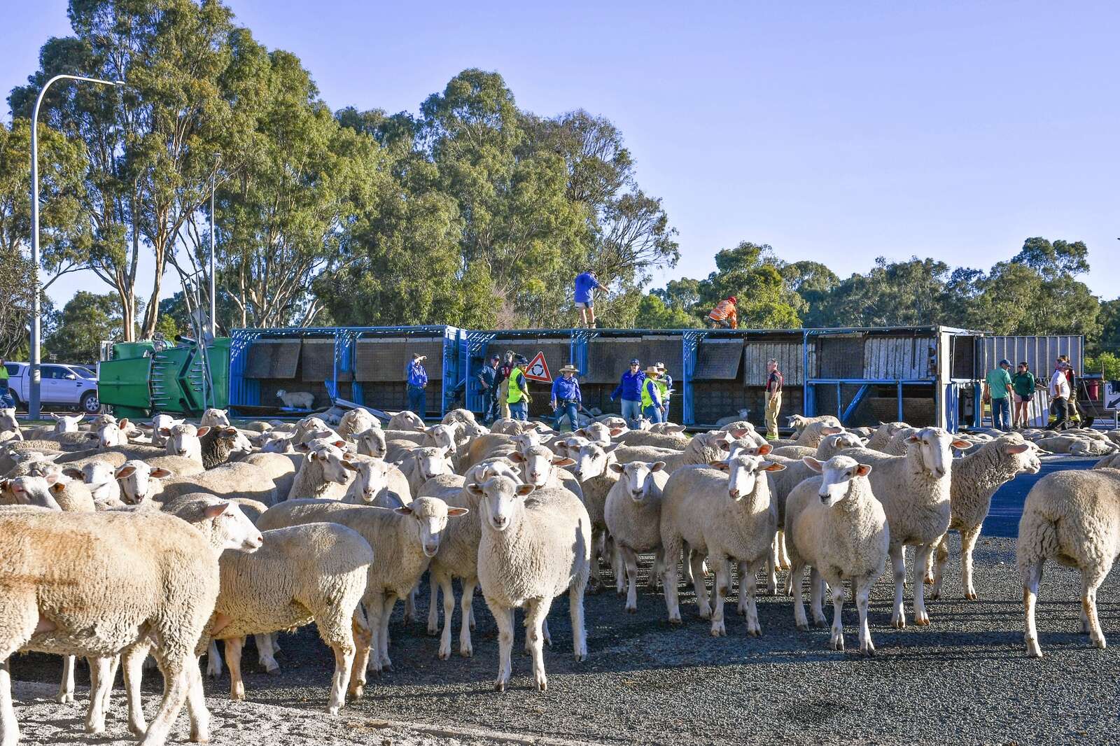 Sheep spill blocks highway | Cobram Courier
