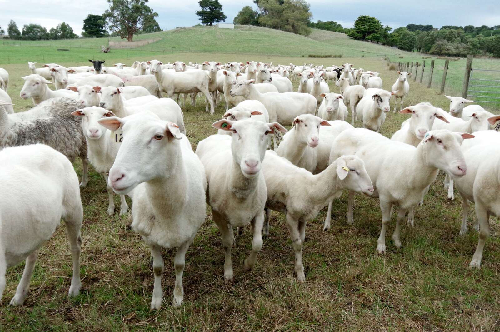 Building up carbon content | Seymour Telegraph