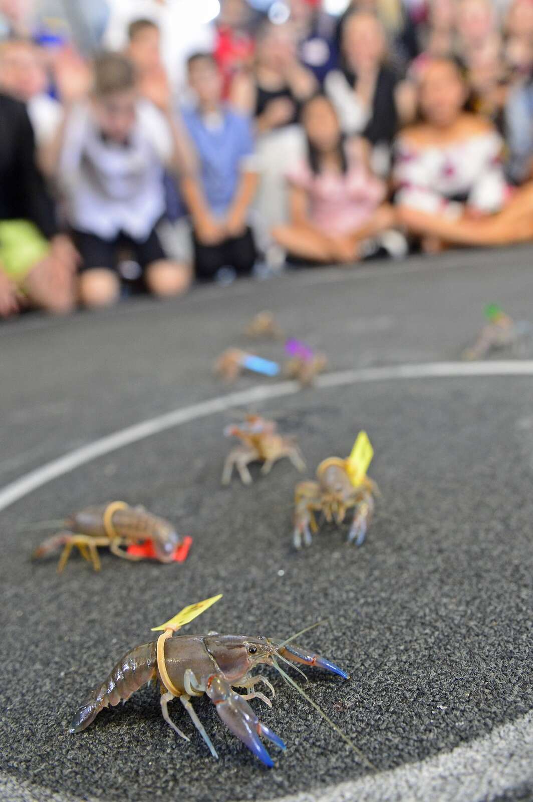 Yabby races and Easter fun await at Moulamein | Seymour Telegraph