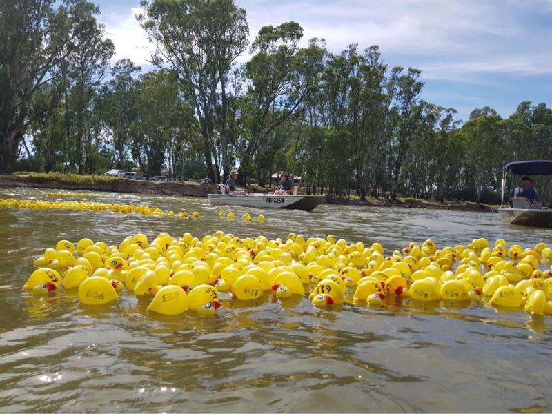 A quacker of a day | Cobram Courier