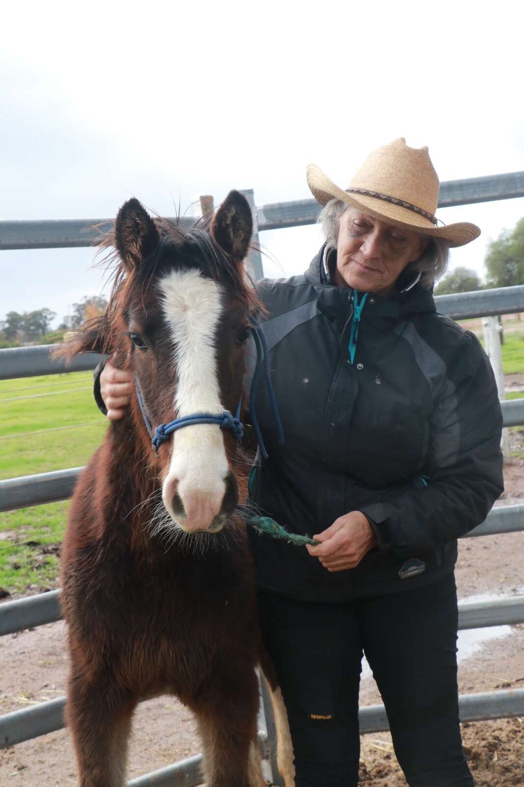 Barmah brumby cull begins | Deniliquin Pastoral Times