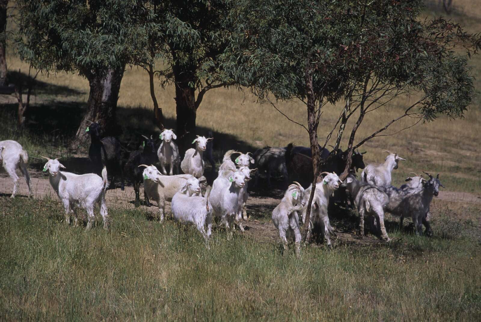 Carbon calculator expanded to feedlots and goats | Country News