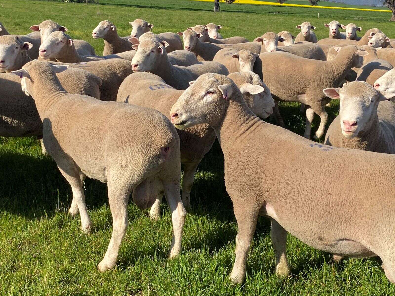 Poll Dorset sale moved | Country News