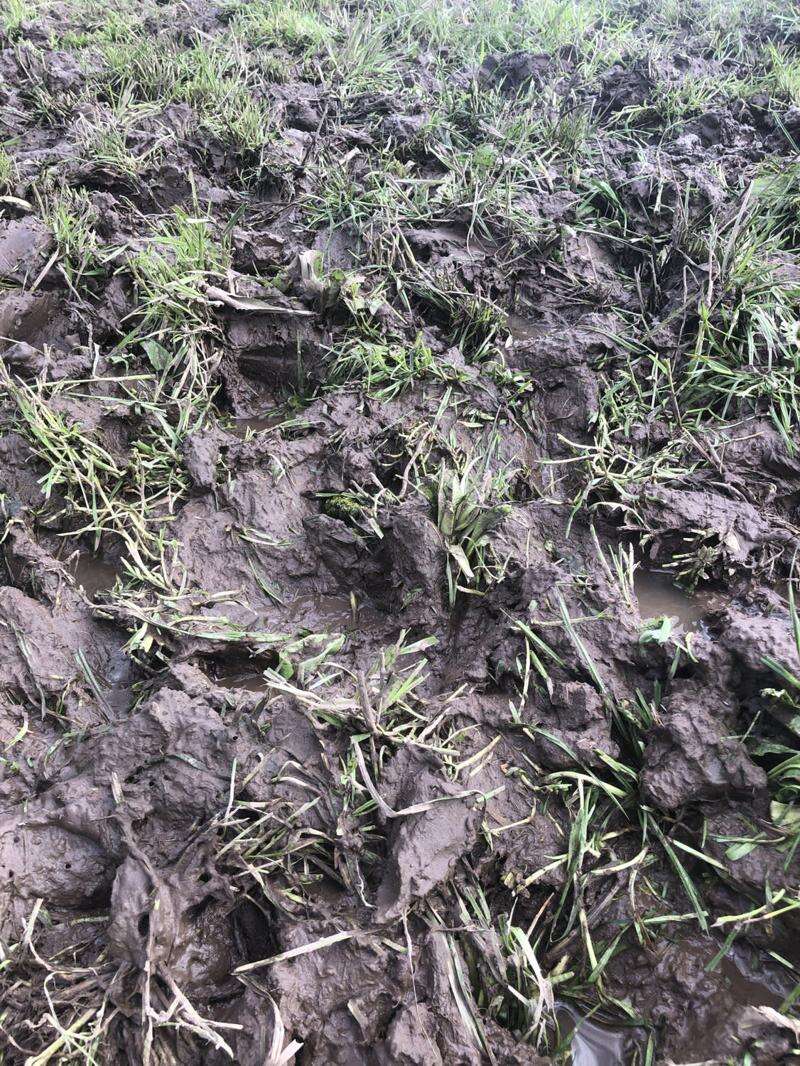 Notman Seeds provide tips for re-sowing pugged pasture crops | Dairy ...