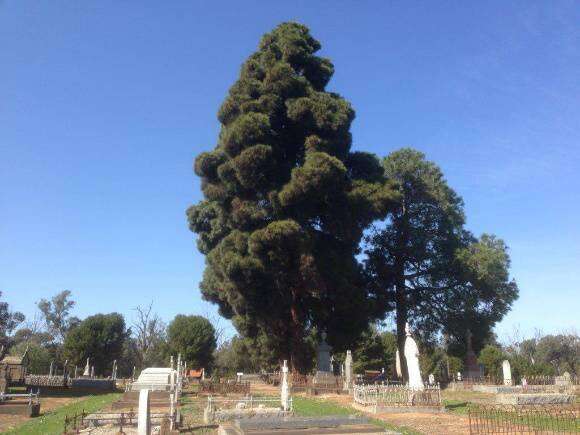 Pair of region’s iconic trees get nod from National Trust of Australia ...
